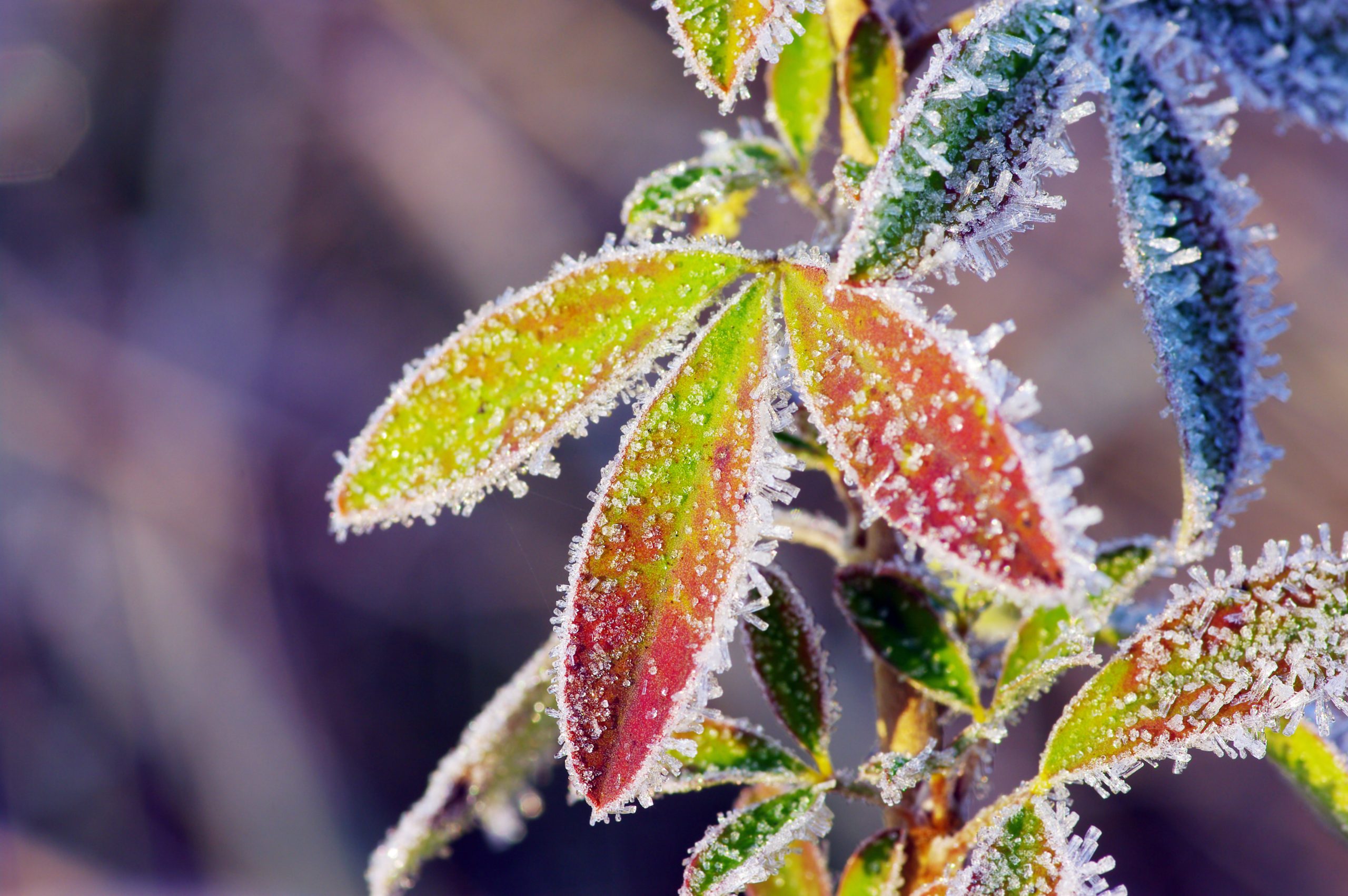 Stayin' Alive! Keeping Your Plants During Winter - Priority Landscape ...