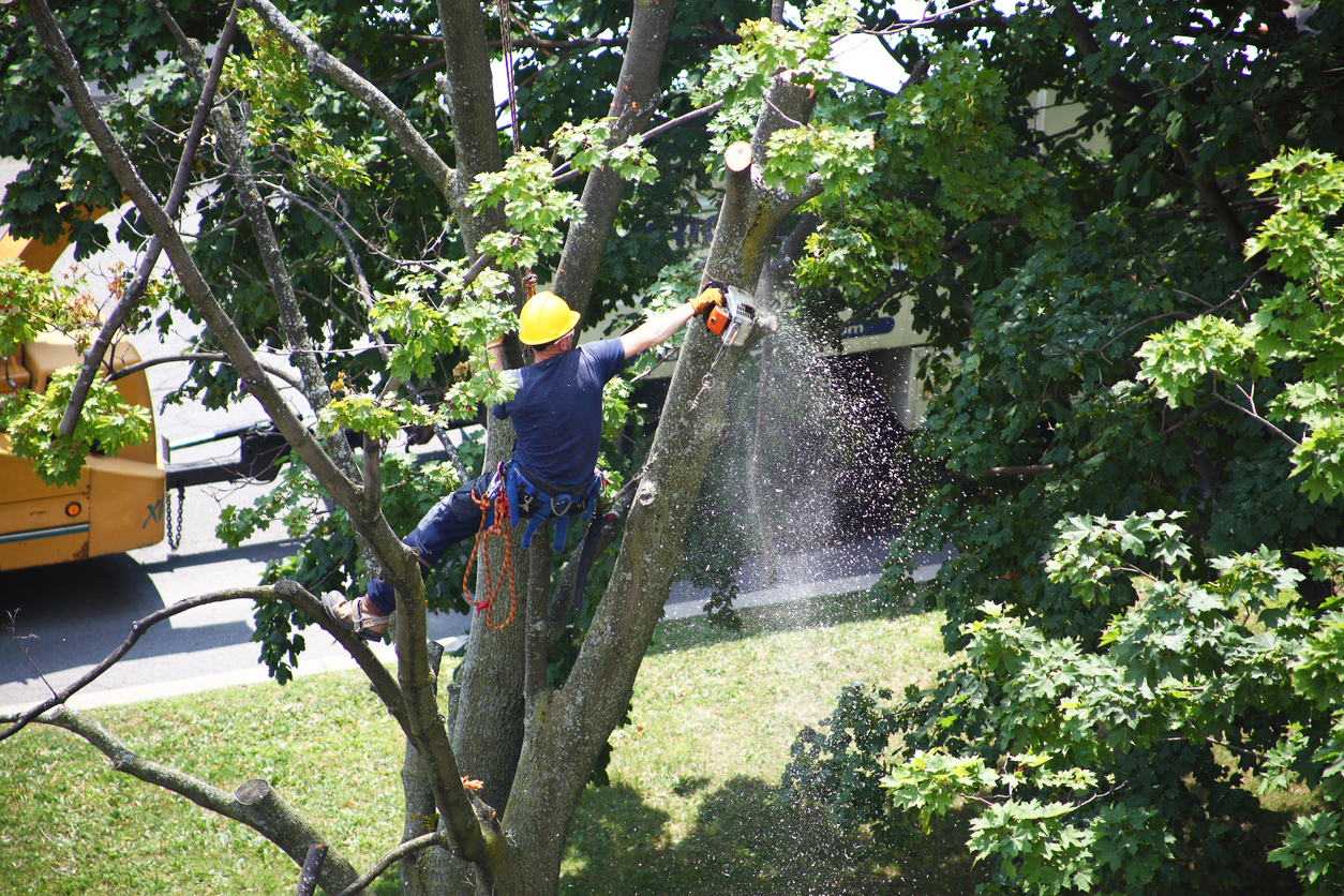 Tree Removal - Priority Landscape & Maintenance