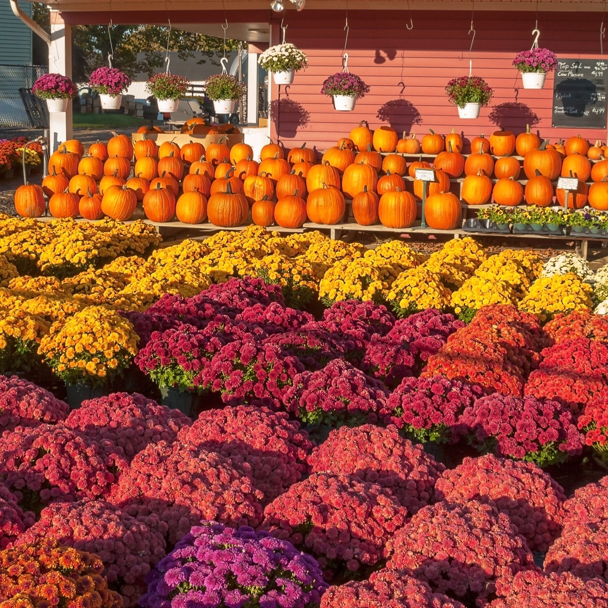 Fall Plantings for Spectacular Seasonal Color: Enhancing Your ...