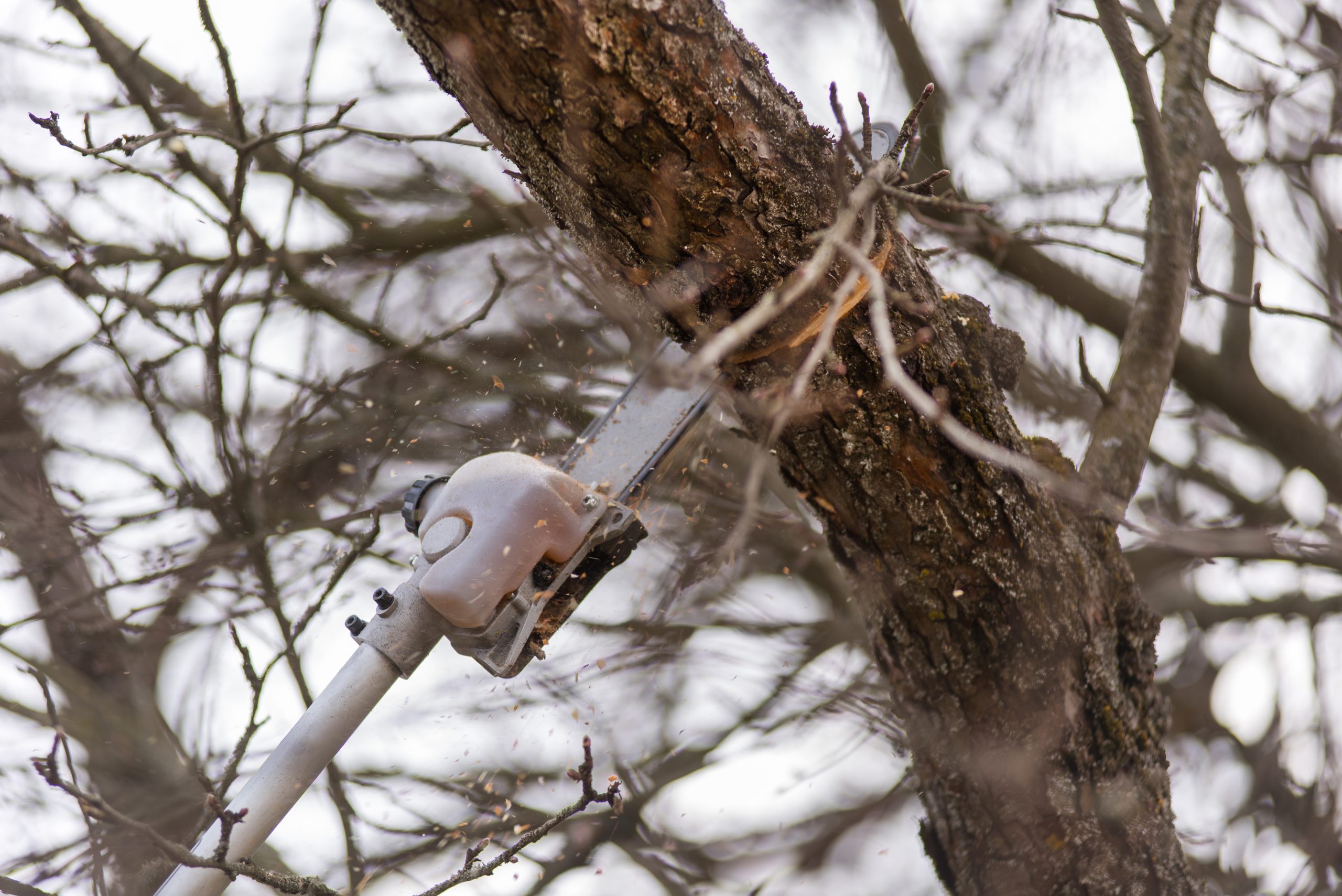 Winter Tree Care: Essential Tips for Preserving and Protecting ...