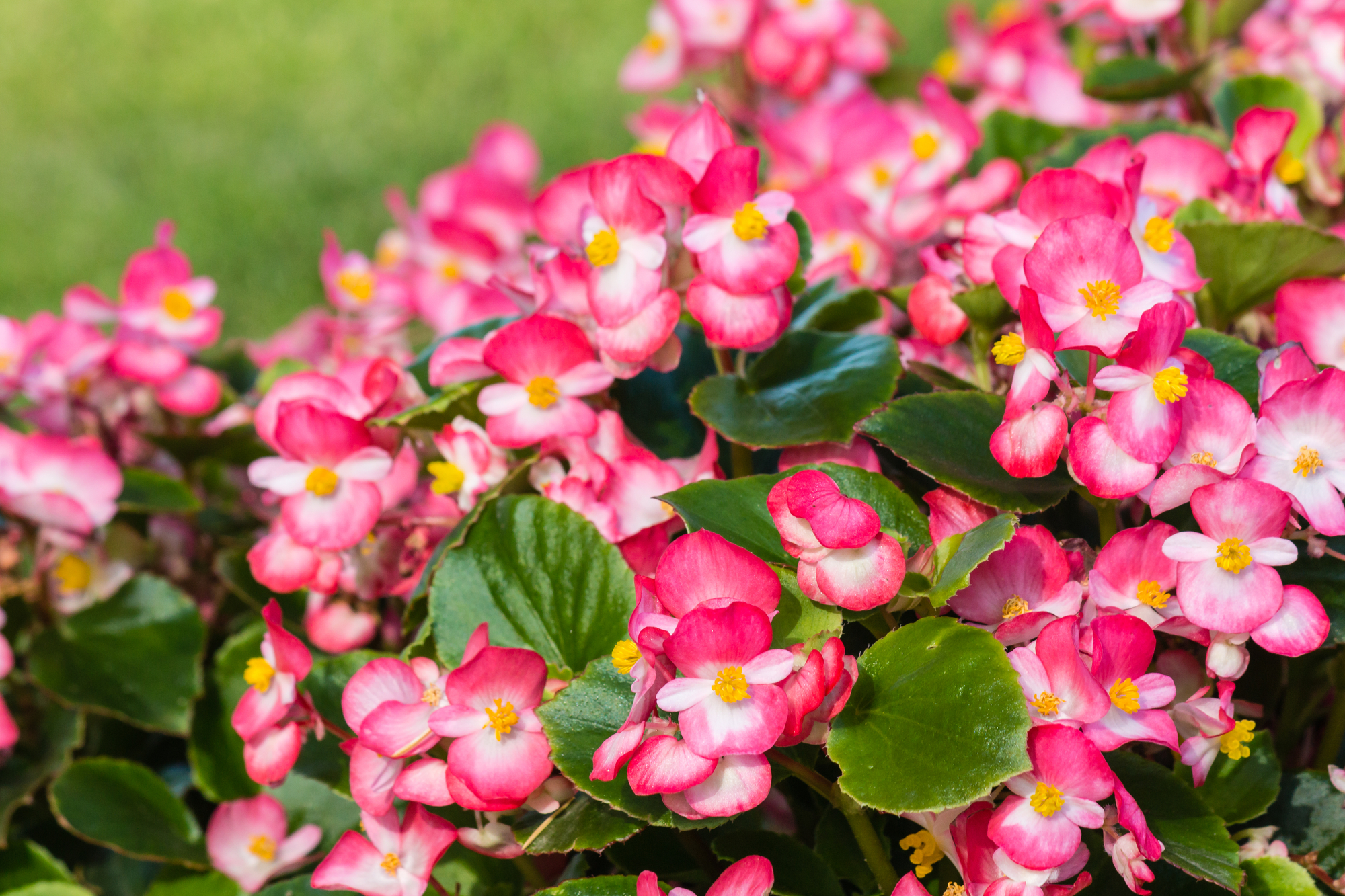 Spring Spruce-Up: How We Revitalize Your Commercial Landscape ...