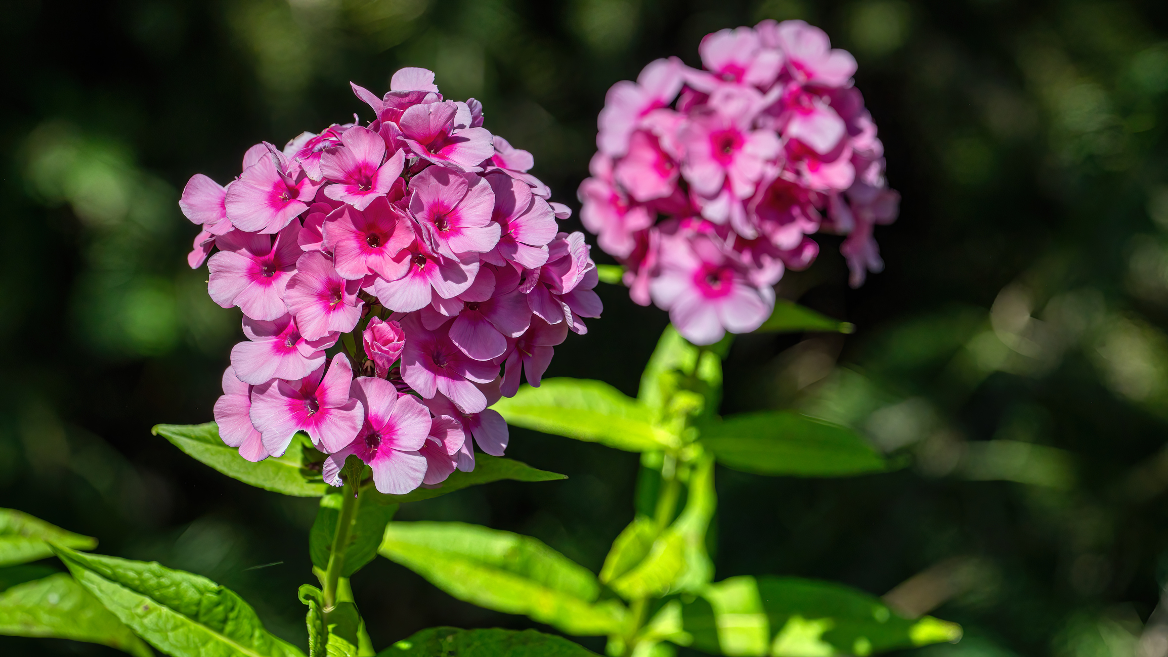 Summer Planting Guide: Choosing the Right Plants for Warm Weather ...