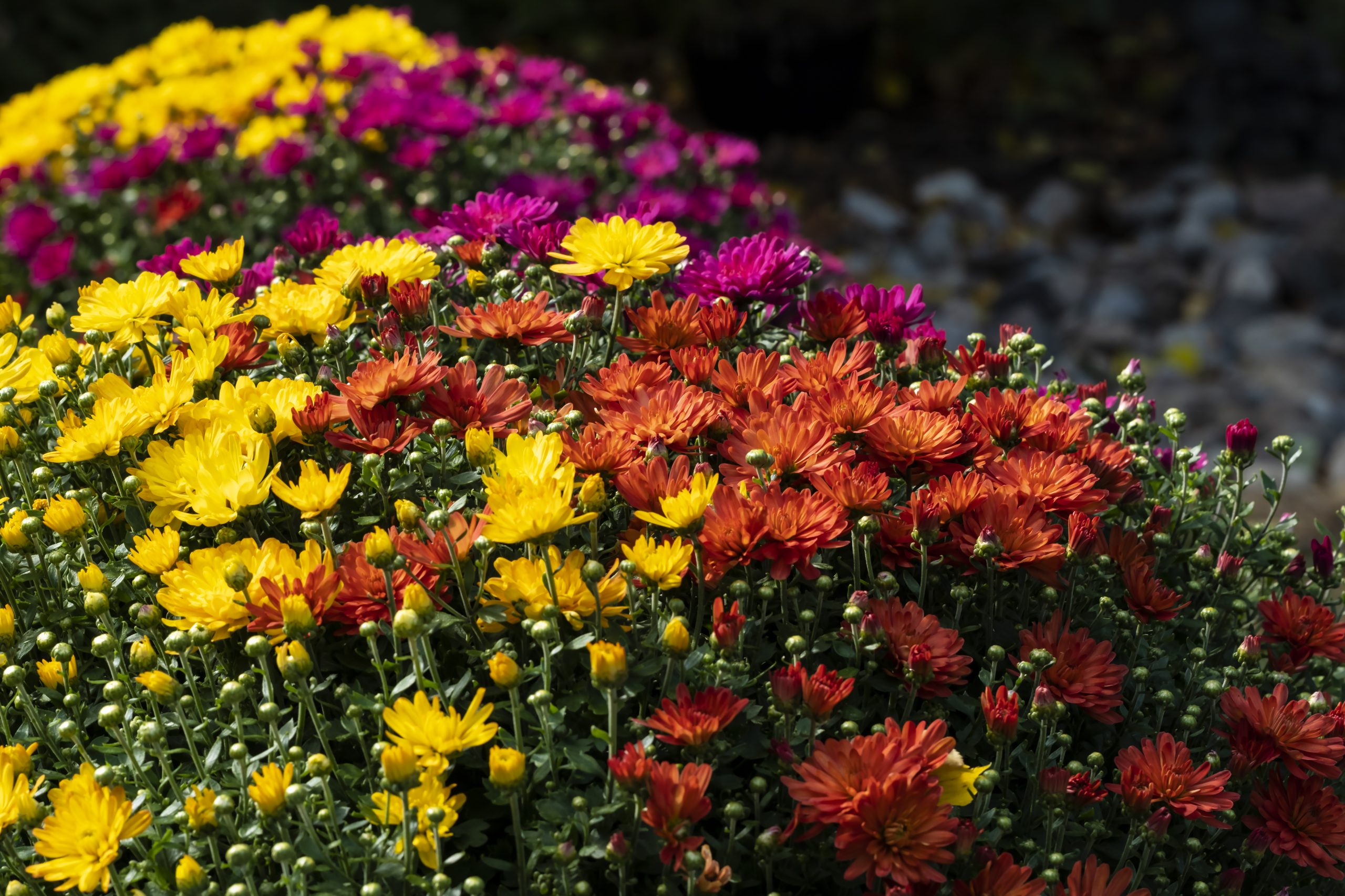 Embracing Autumn: Incorporating Fall Seasonal Colors into Your ...