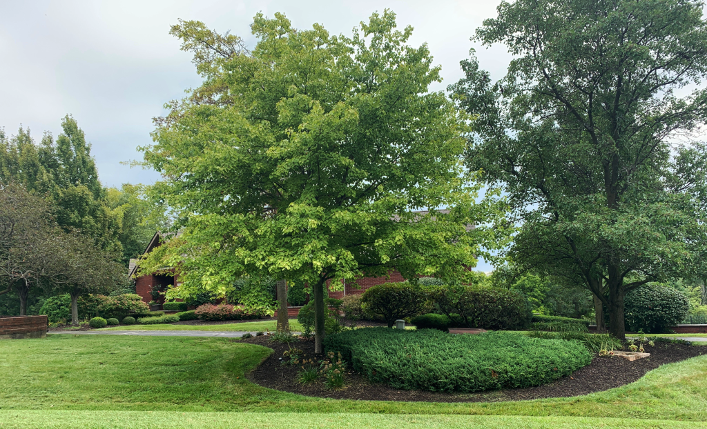 Essential Tree Care and Maintenance Tips - Priority Landscape & Maintenance